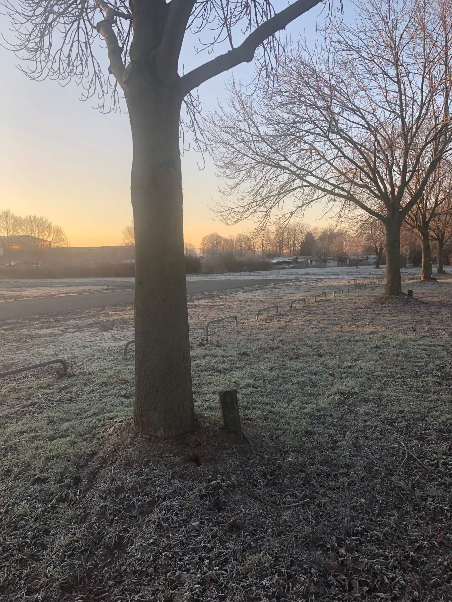 7000 Eichen / oaks, Joseph Beuys, documenta artwork ⋆ The Passenger