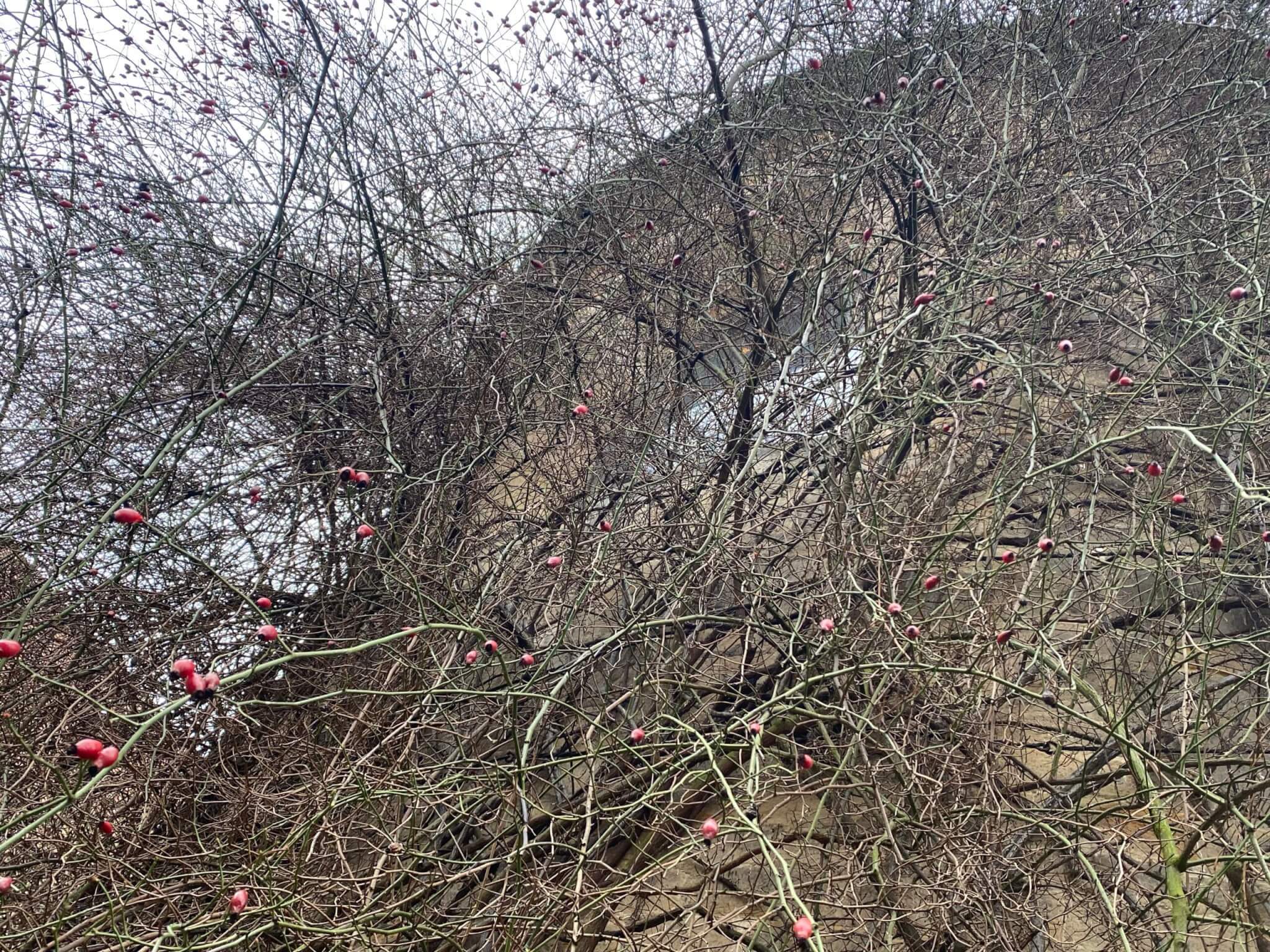 Oldest rose on the planet / 1000jähriger Rosenstock, Hildesheim ⋆ The ...