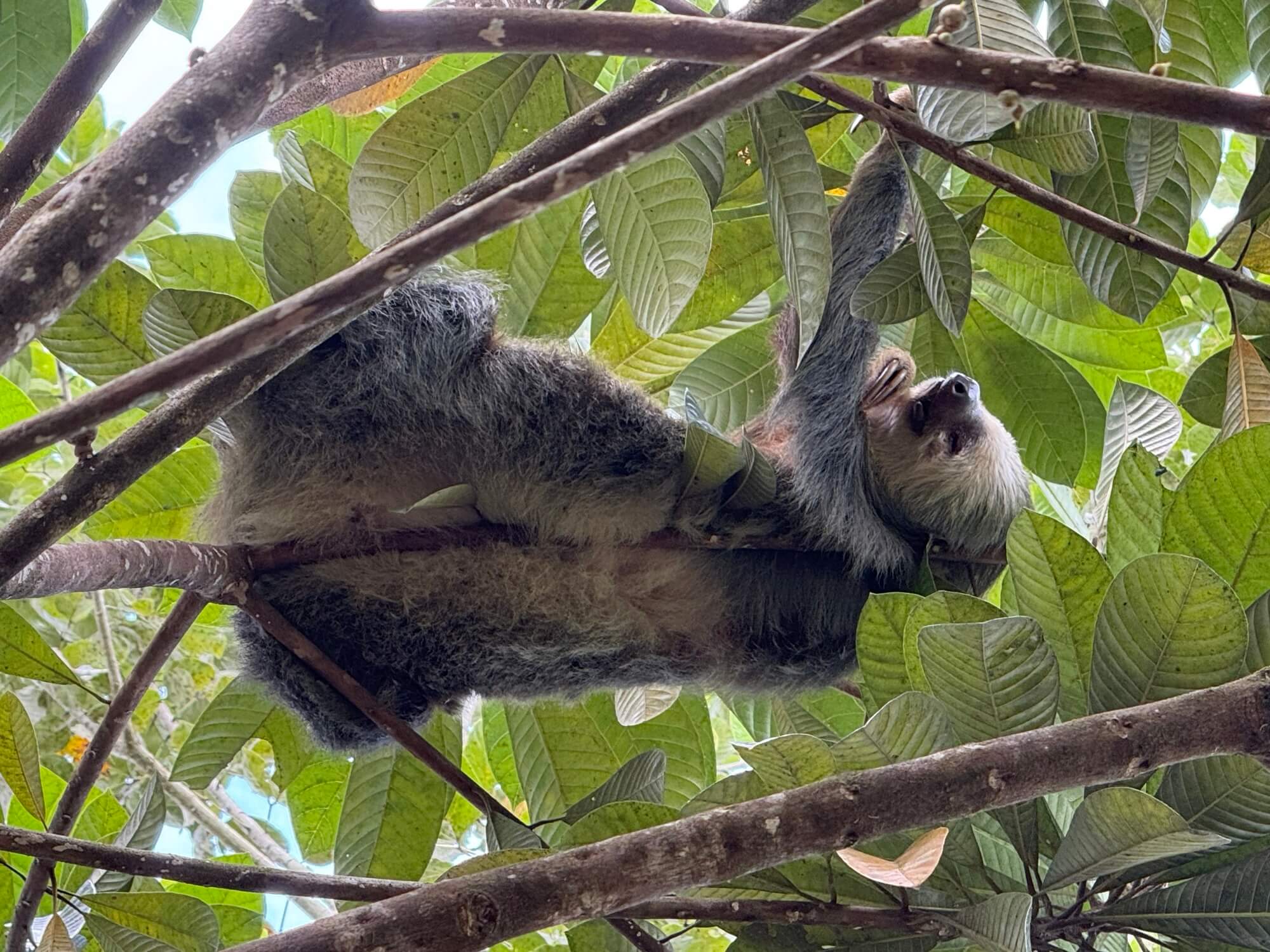 Sloths / Observing cute animals, La Fortuna ⋆ The Passenger